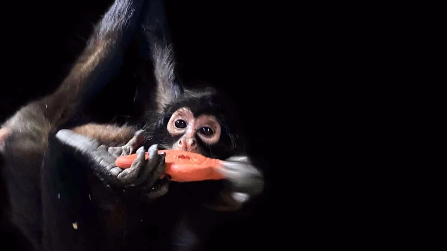 DEW Haven | Maine Zoo & Rescue