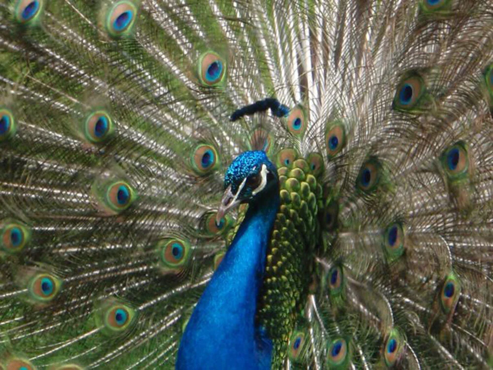 Animals — DEW Haven | Maine Zoo & Rescue