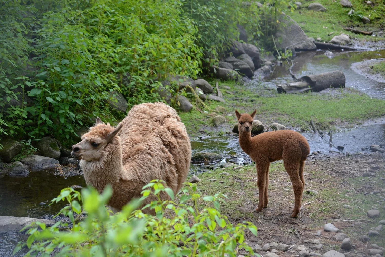 Animals — DEW Haven | Maine Zoo & Rescue