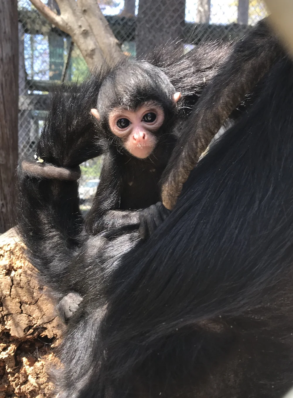 Animals — DEW Haven | Maine Zoo & Rescue
