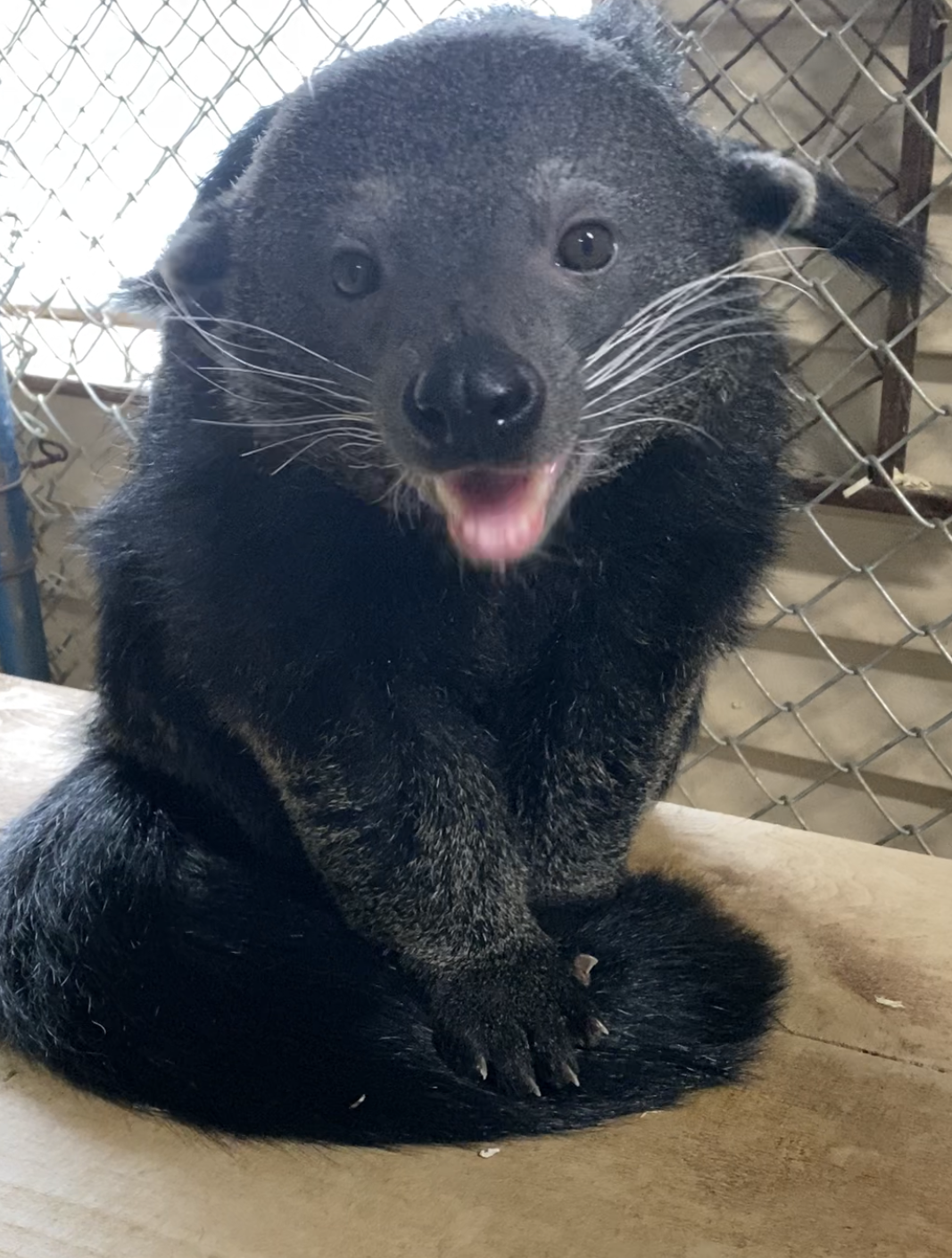 Animals — DEW Haven | Maine Zoo & Rescue