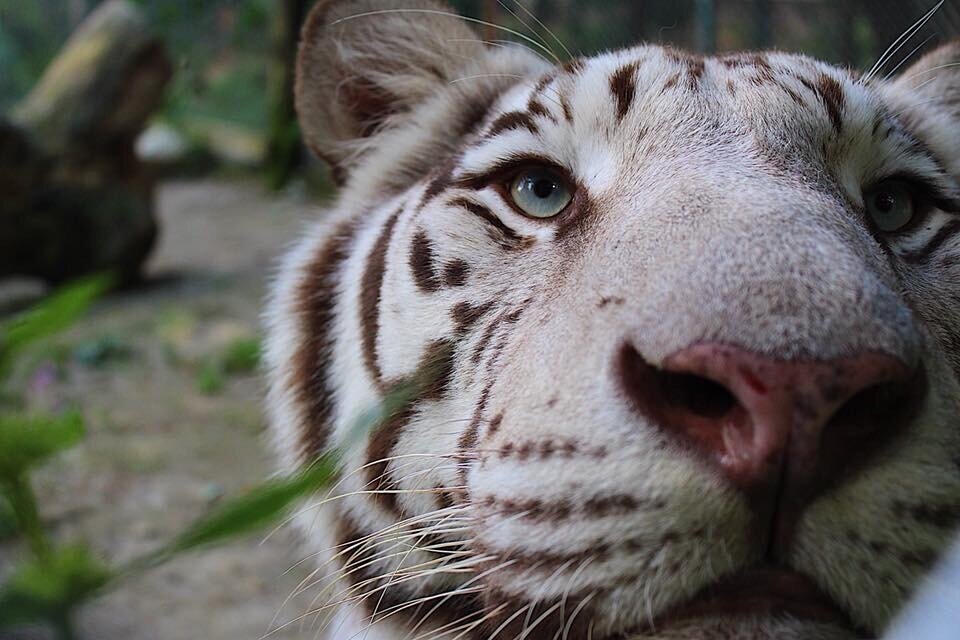 Animal Enrichment — DEW Haven | Maine Zoo & Rescue