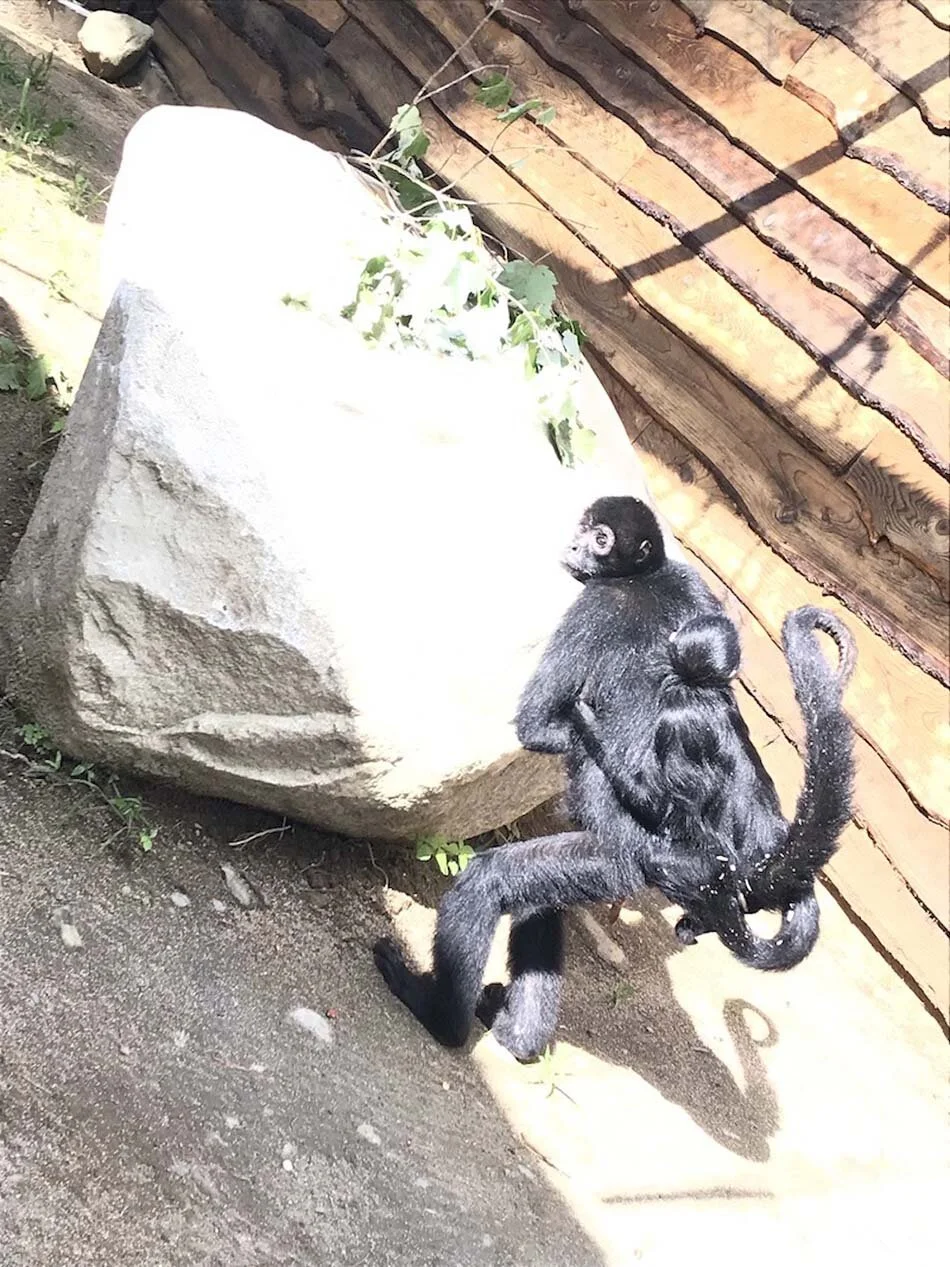 Animal Enrichment — DEW Haven | Maine Zoo & Rescue
