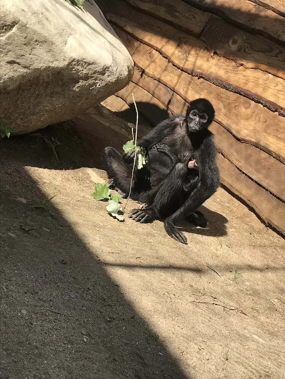 Animal Enrichment — DEW Haven | Maine Zoo & Rescue
