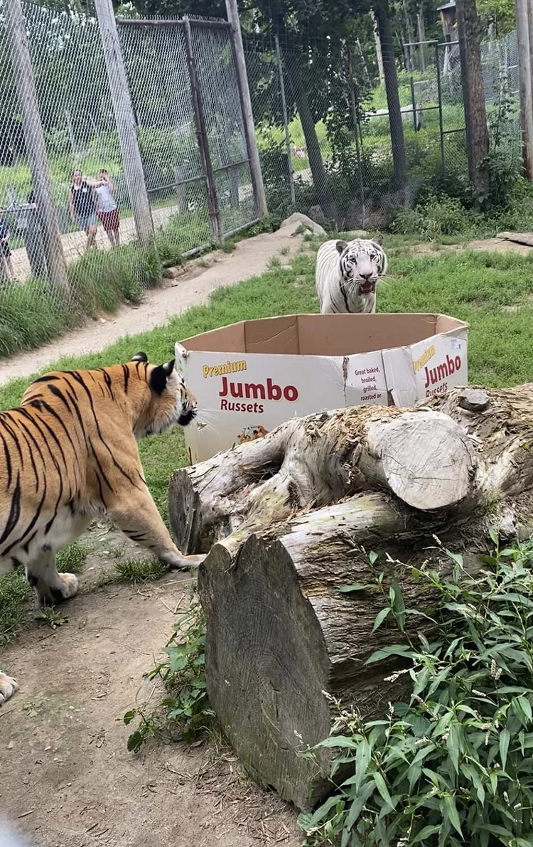 Animal Enrichment — DEW Haven | Maine Zoo & Rescue
