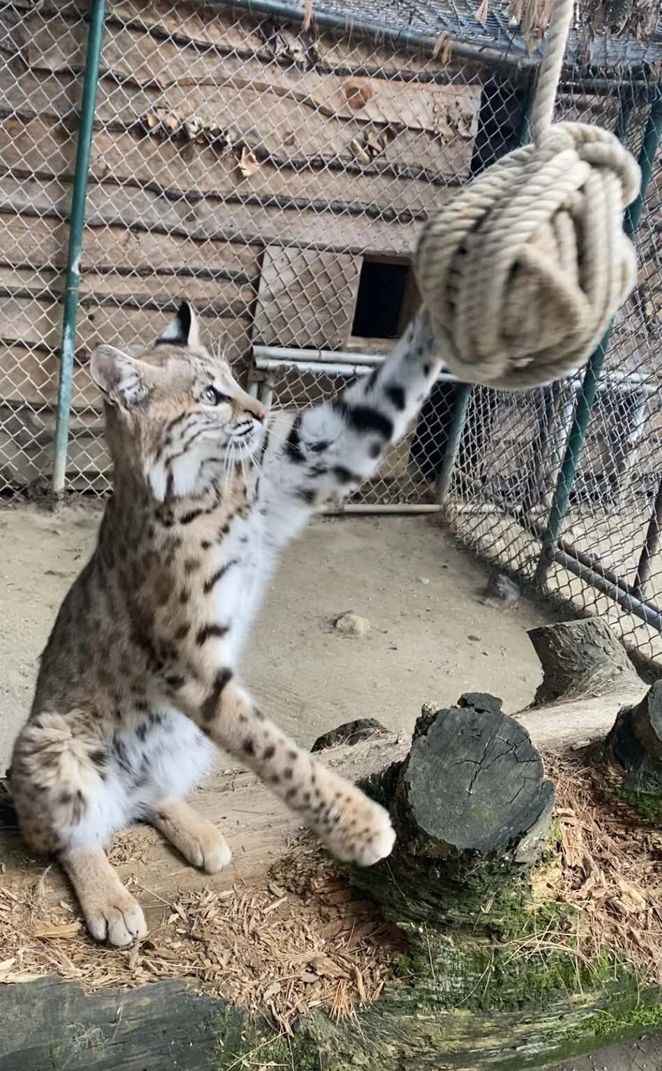 Animal Enrichment — DEW Haven | Maine Zoo & Rescue