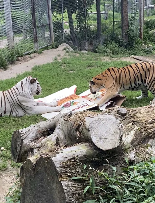 Animal Enrichment — DEW Haven | Maine Zoo & Rescue