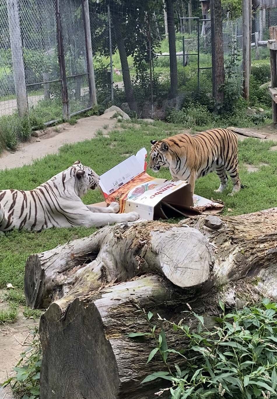 Animal Enrichment — DEW Haven | Maine Zoo & Rescue