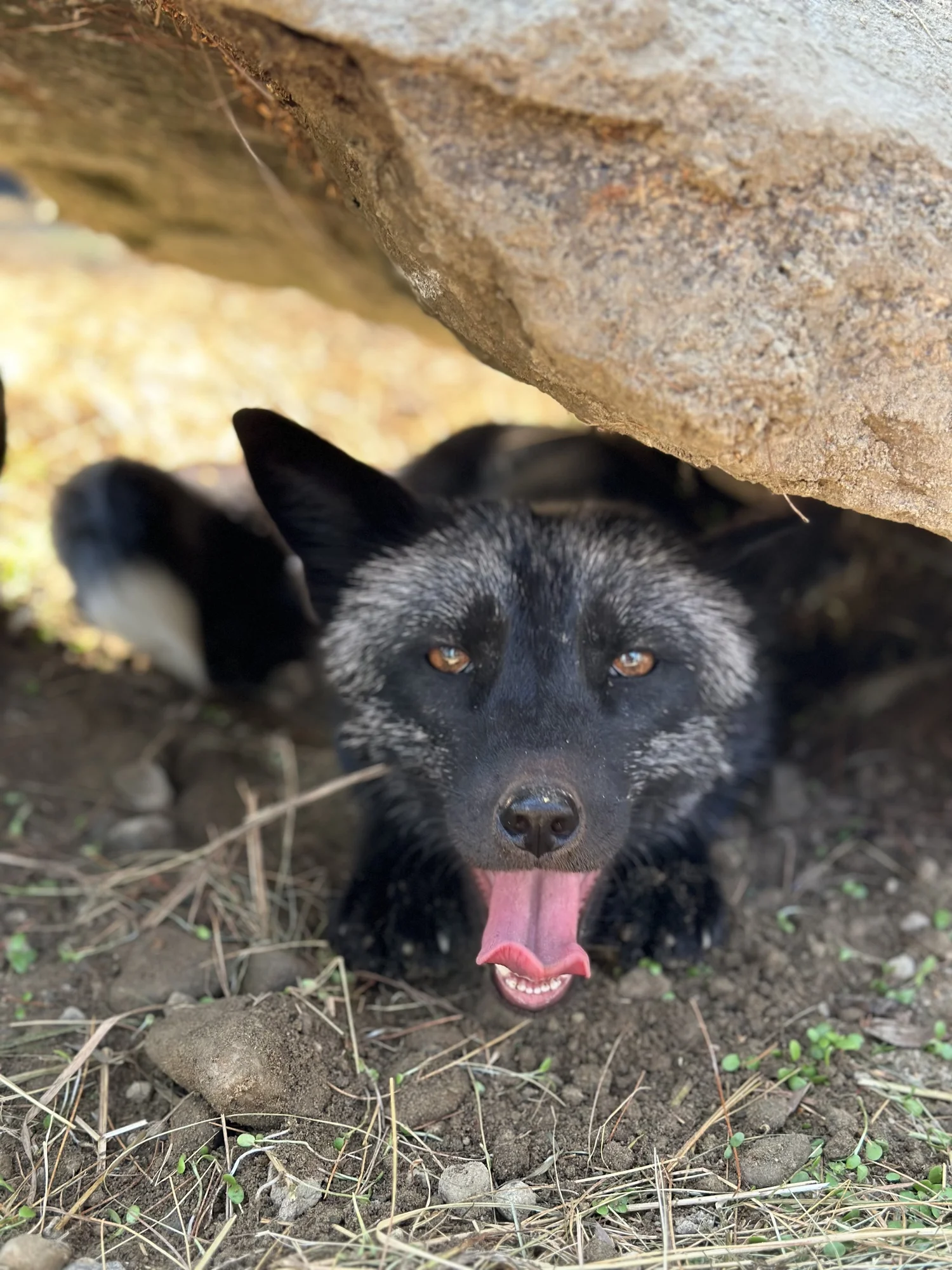 Animals — DEW Haven | Maine Zoo & Rescue