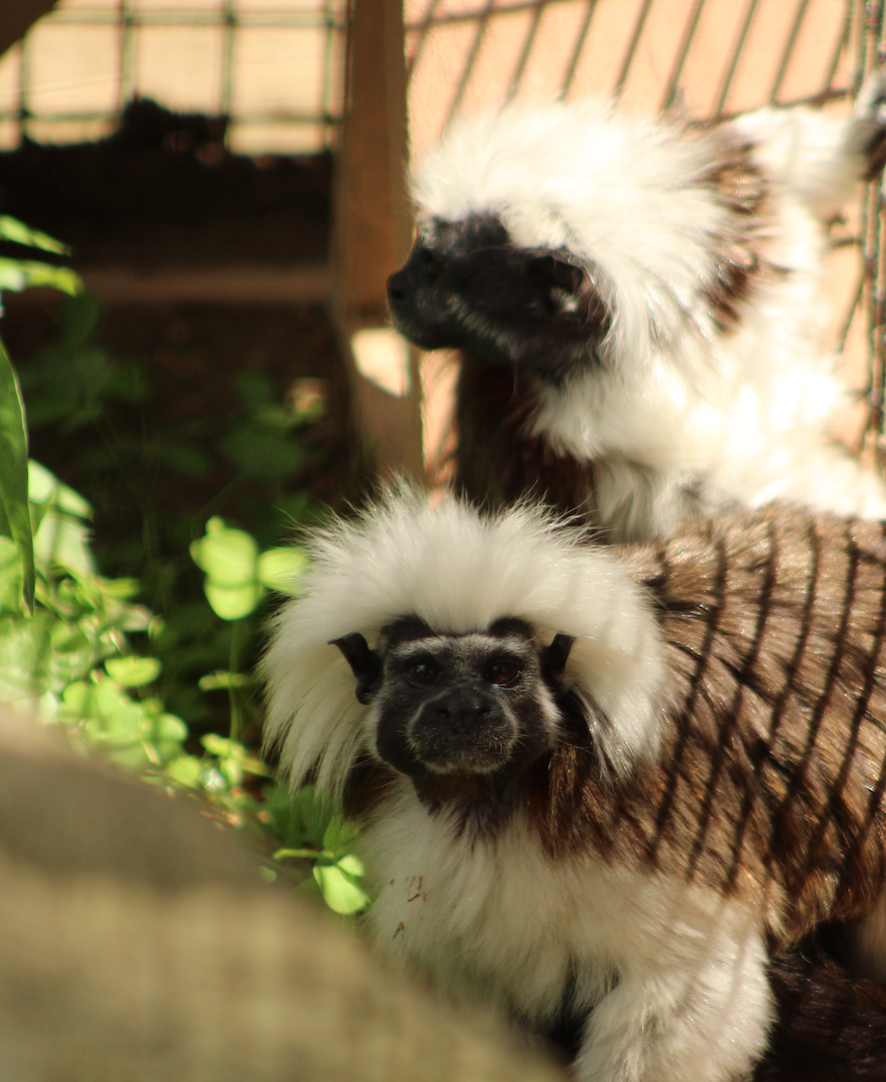 Animals — DEW Haven | Maine Zoo & Rescue