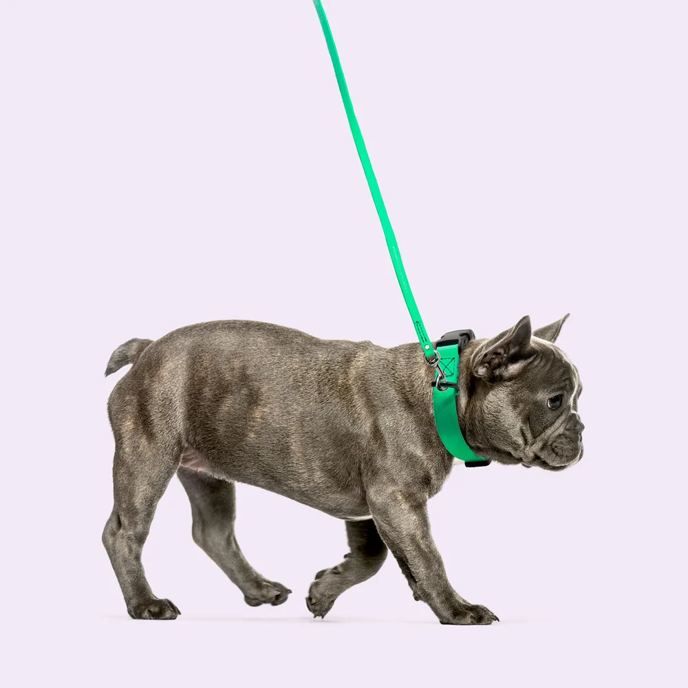 Waterproof Dog Collars and Leashes | Fun Colors — Jelly Pet