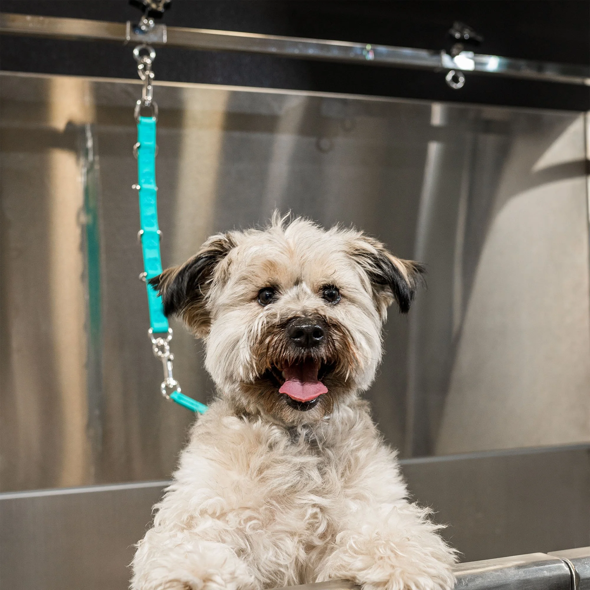 Safety Tether and Grooming Loop Extender — Jelly Pet