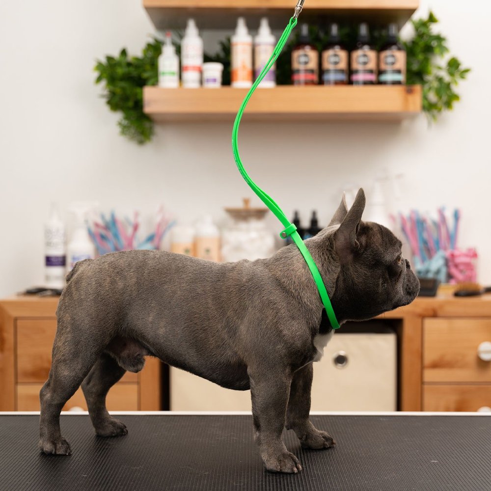 Jelly Pet. A Jolly Pooch is a Jelly Pet. Leashes, loops and leads :-)