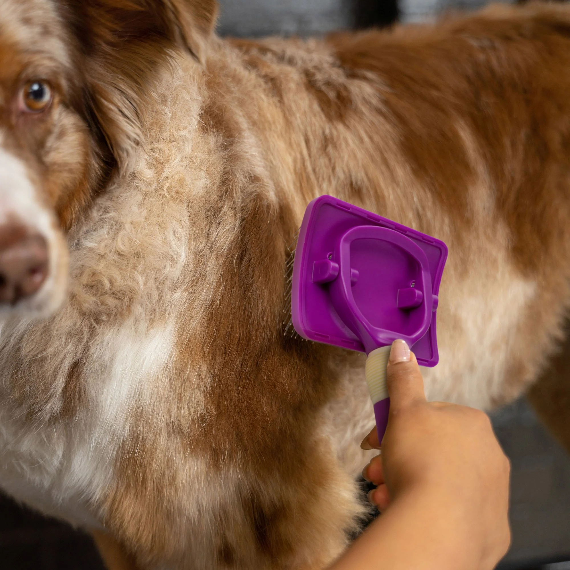 Dog Grooming Slicker Brushes | Extra Long Pins — Jelly Pet