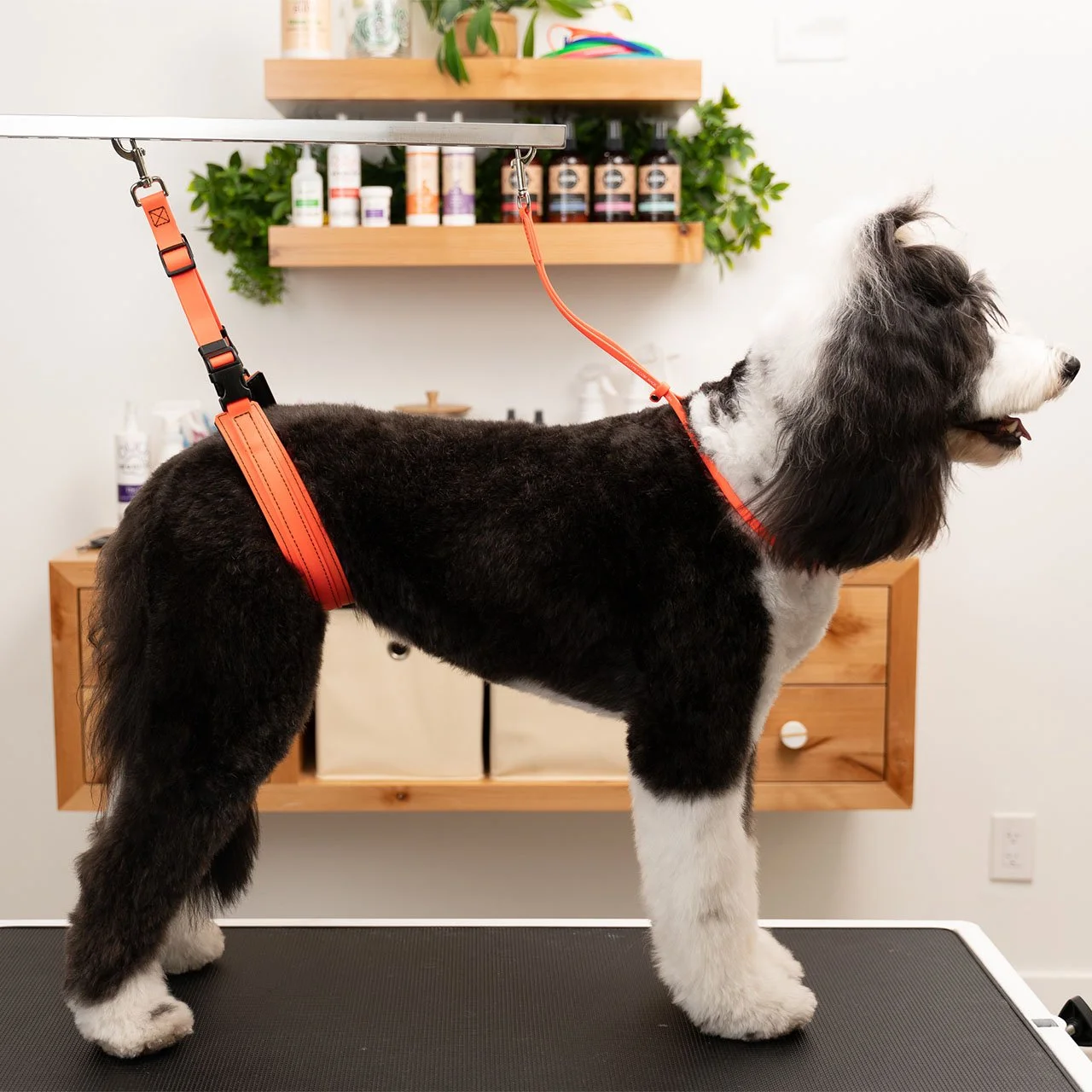Jelly Pet. A Jolly Pooch is a Jelly Pet. Leashes, loops and leads :-)