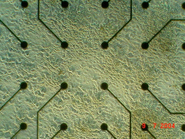 Photo Gallery — QBM Cell Science