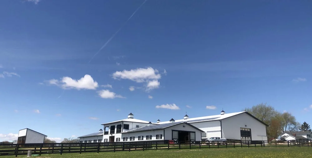 Galloping Out Horses for Sale-Adoption - Galloping Out Farms in ...