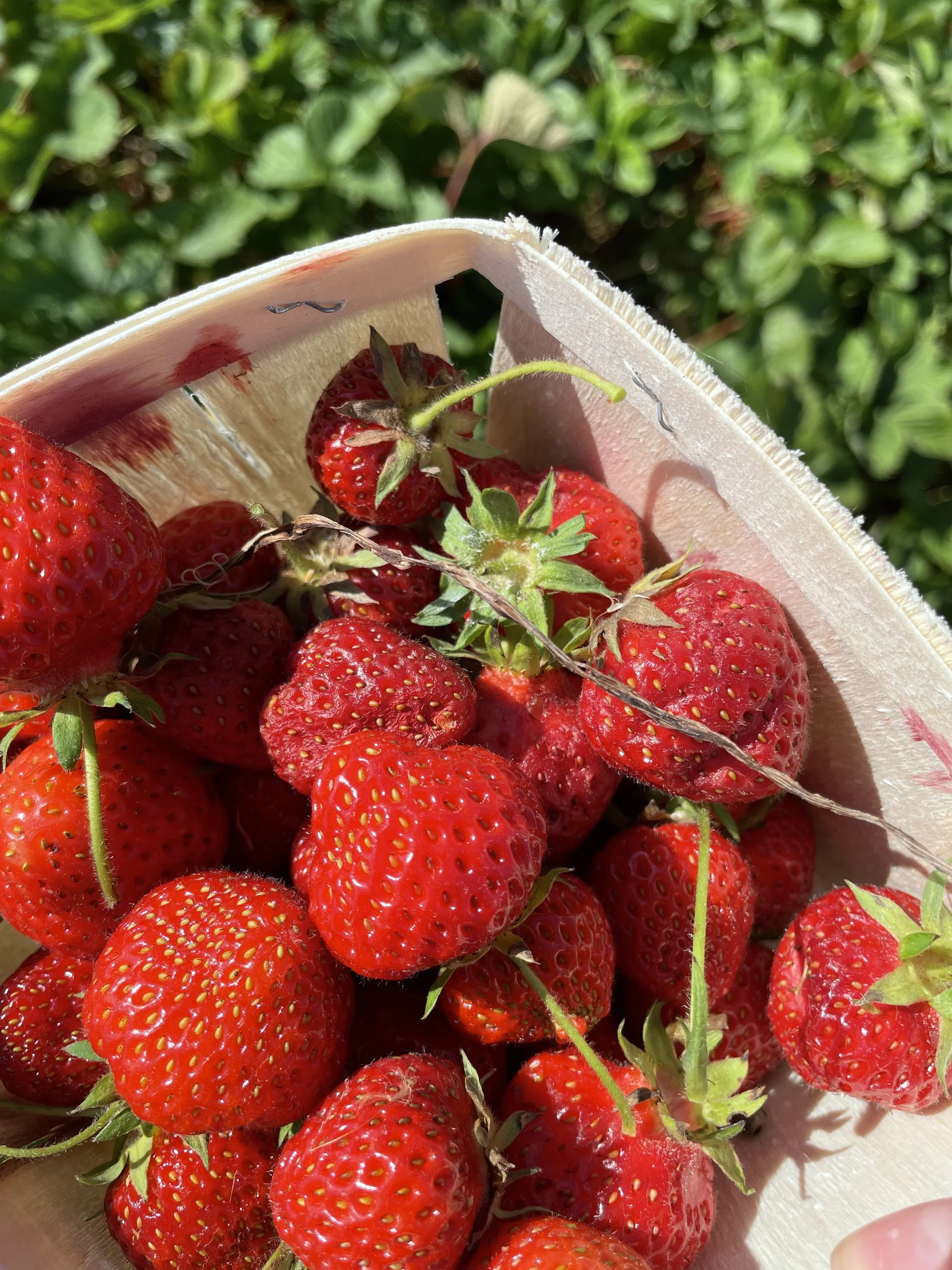 TOP Picks for Planting a Smoothie Garden — gardenologie