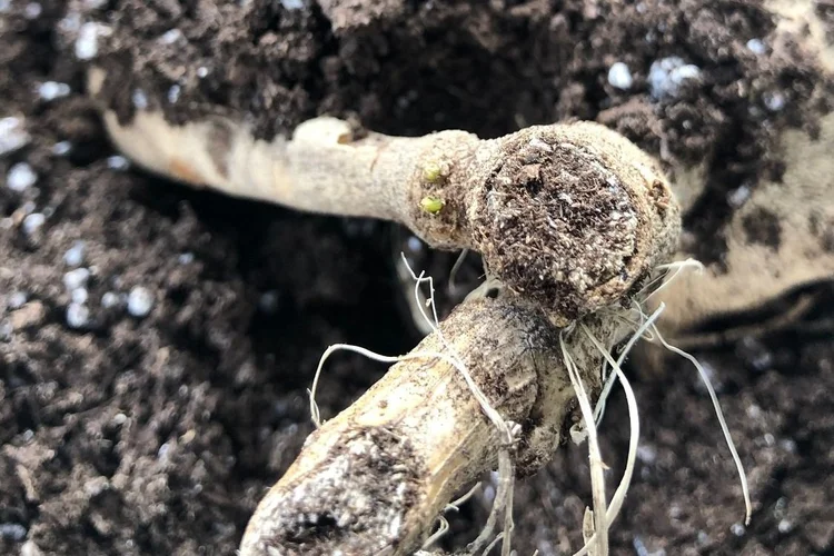 Dahlia Growing Guide - Part 1 — gardenologie
