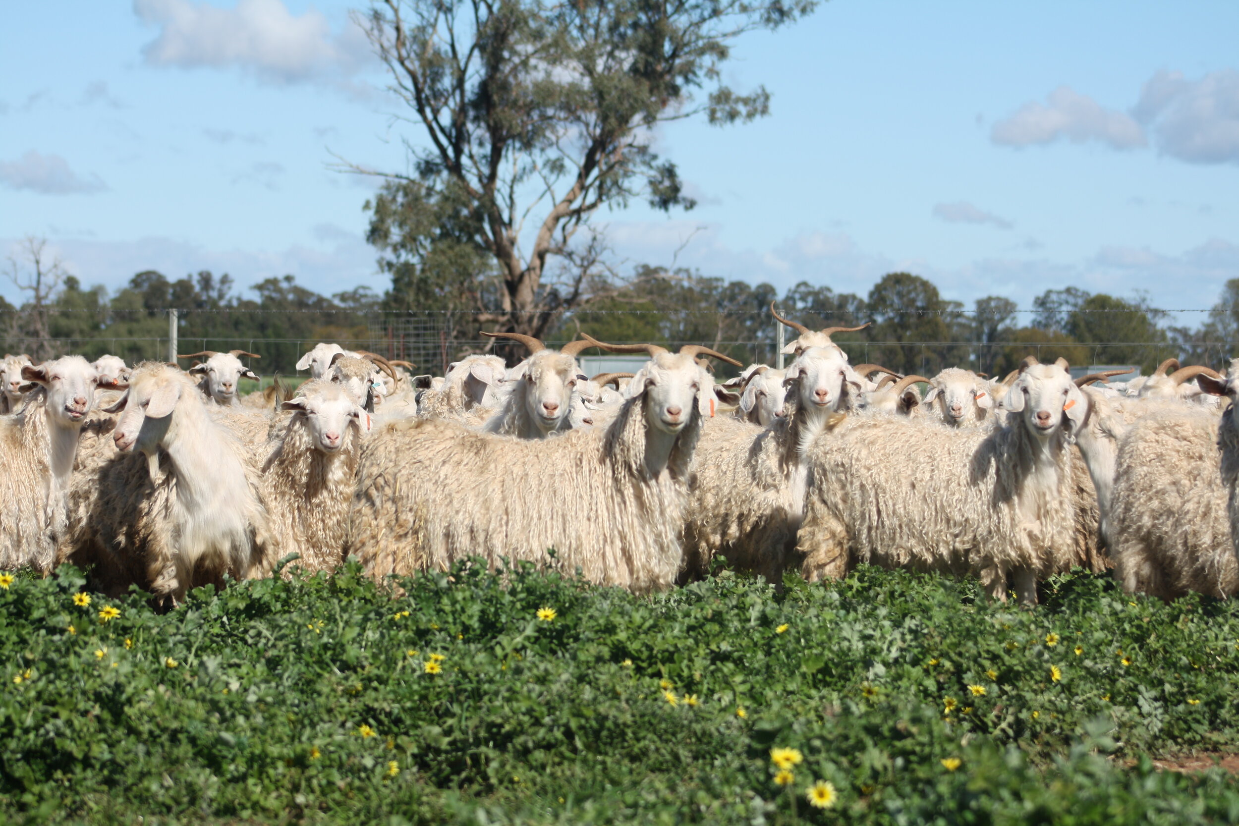 Angora — Parkdale SRS® Merino Stud