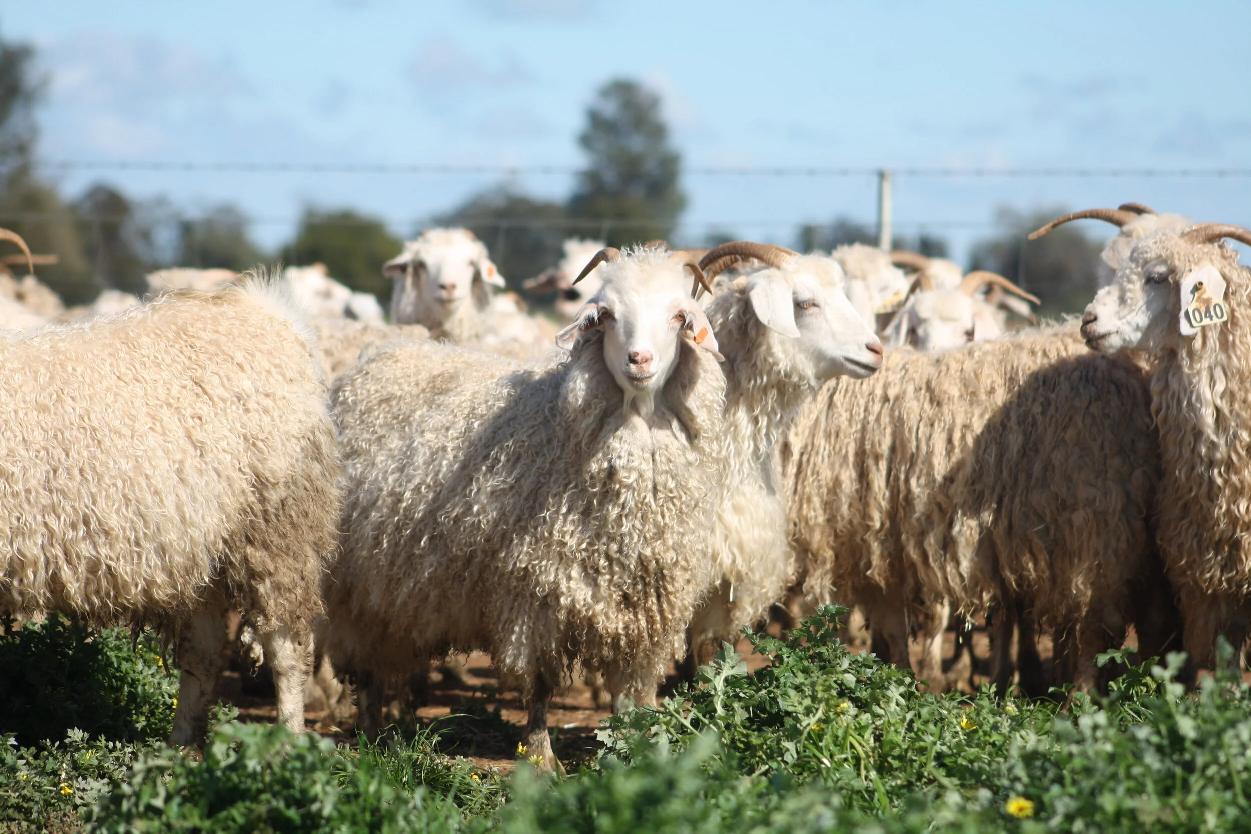 Angora — Parkdale SRS® Merino Stud