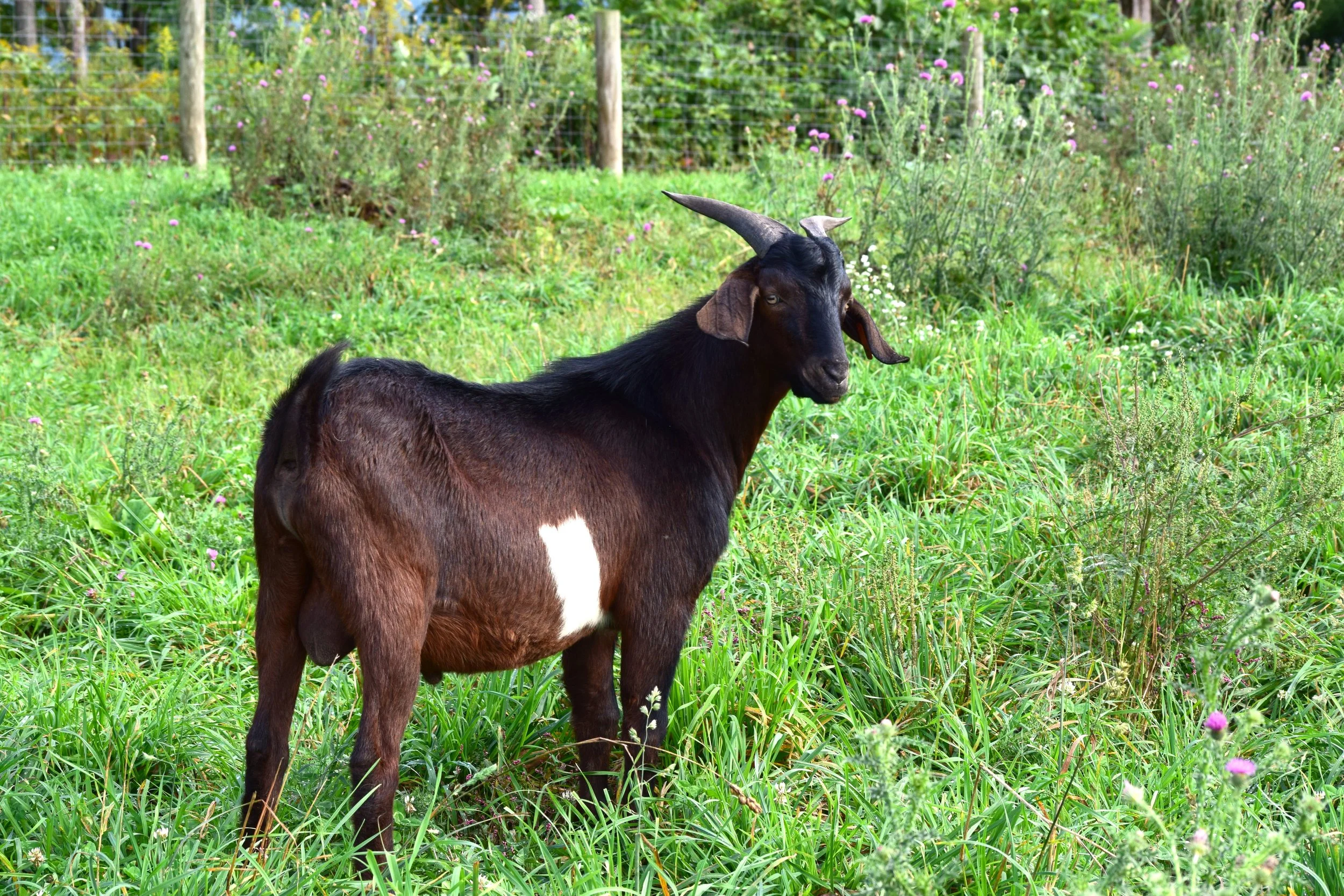 Bucks — Circle W Ranch - New Zealand Kiko Goats For Sale