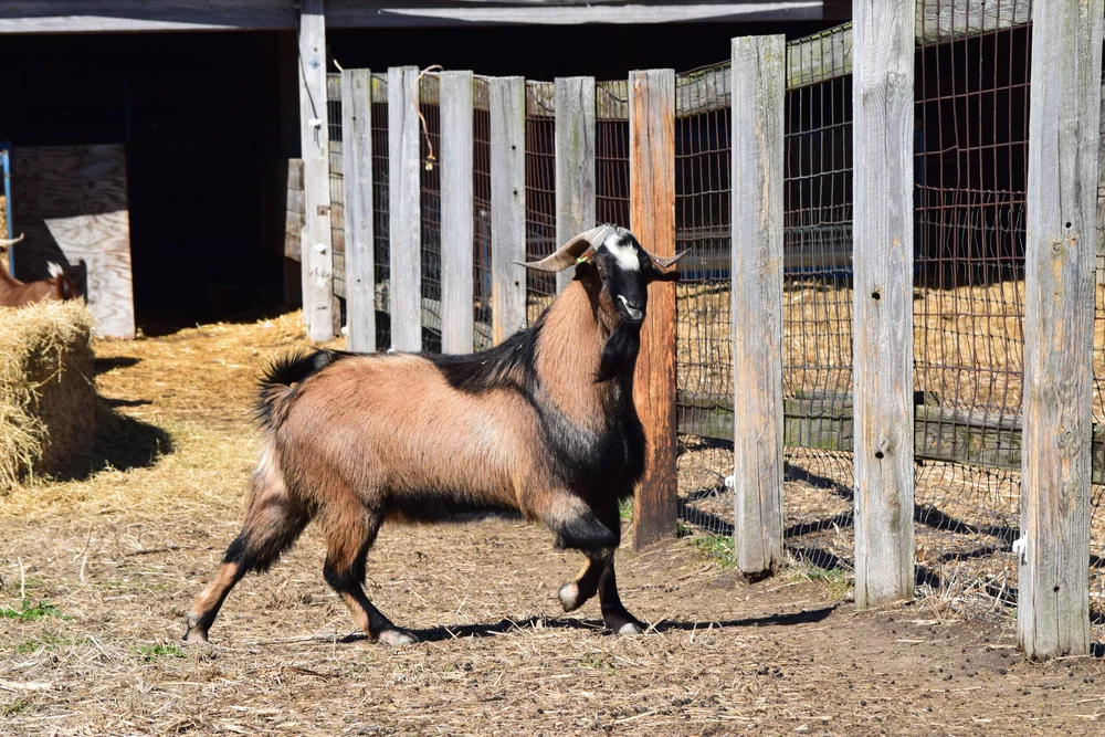 Circle W Ranch - New Zealand Kiko Goat Breeder