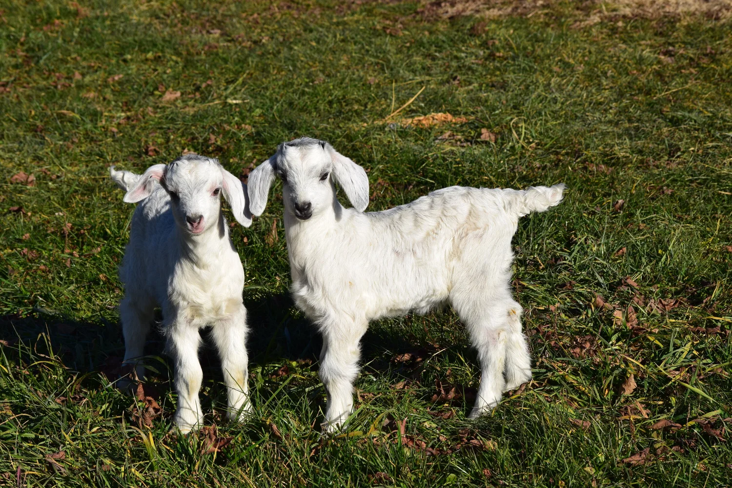 Circle W Ranch - New Zealand Kiko Goat Breeder