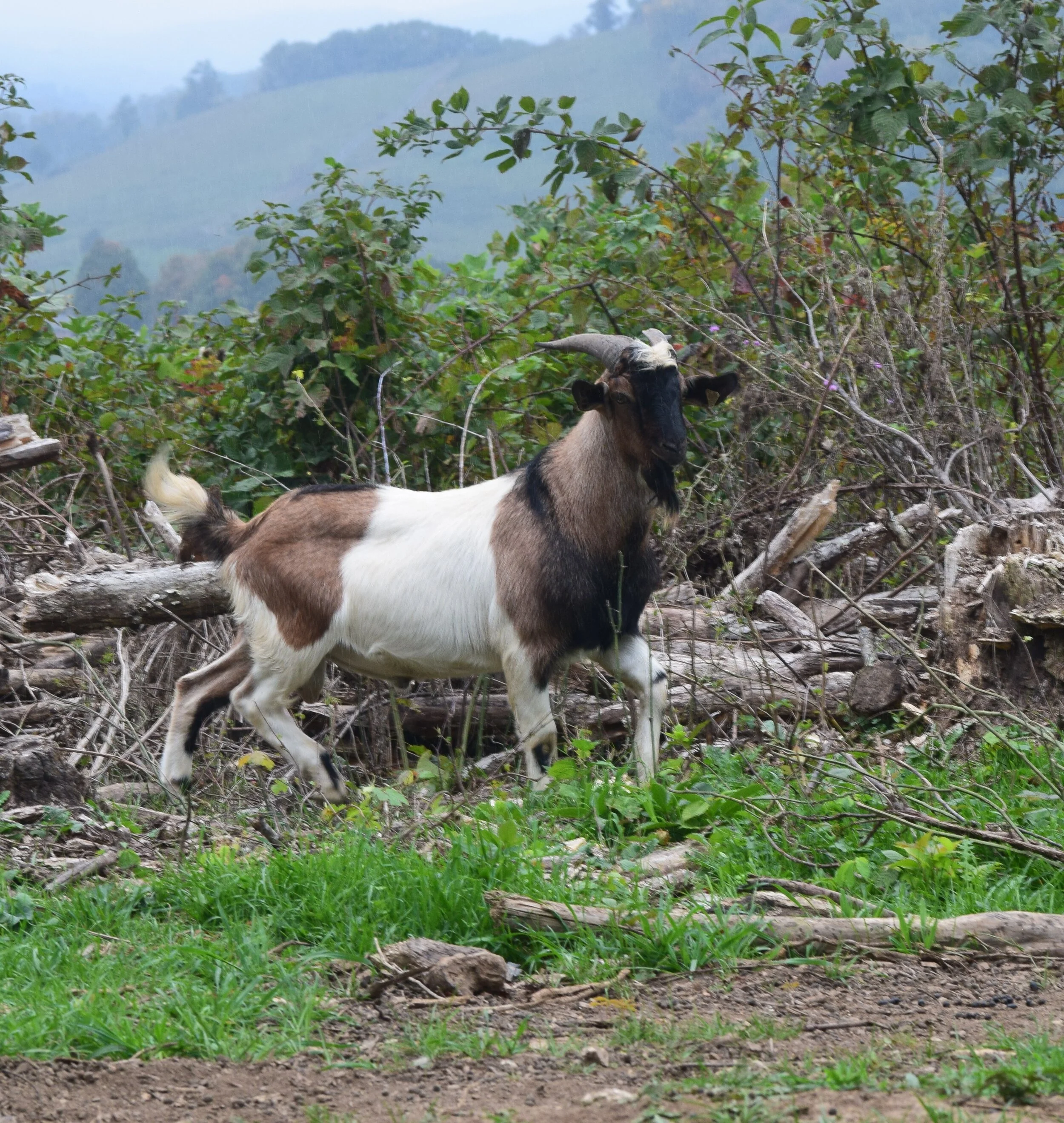 Bucks — Circle W Ranch - New Zealand Kiko Goat Breeder