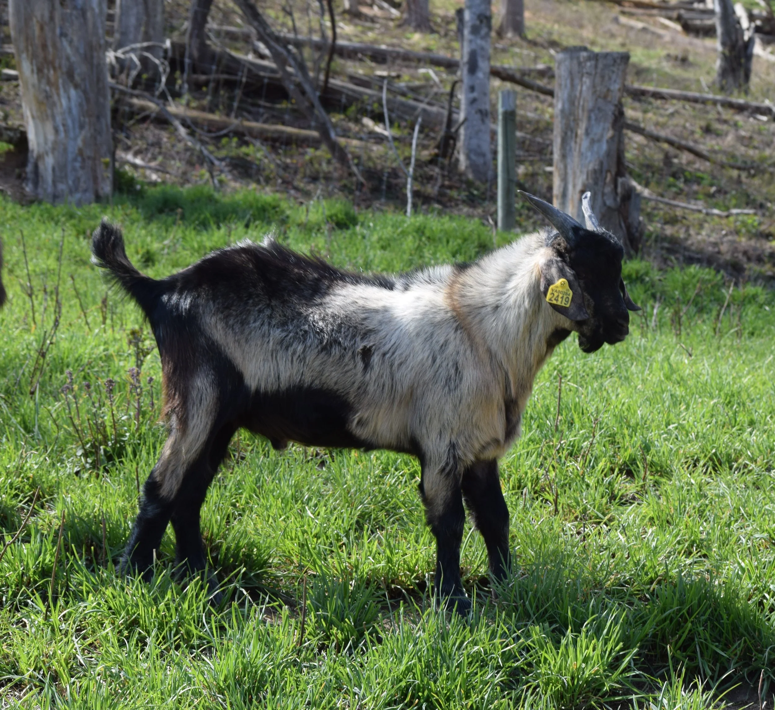 Bucks — Circle W Ranch - New Zealand Kiko Goats For Sale