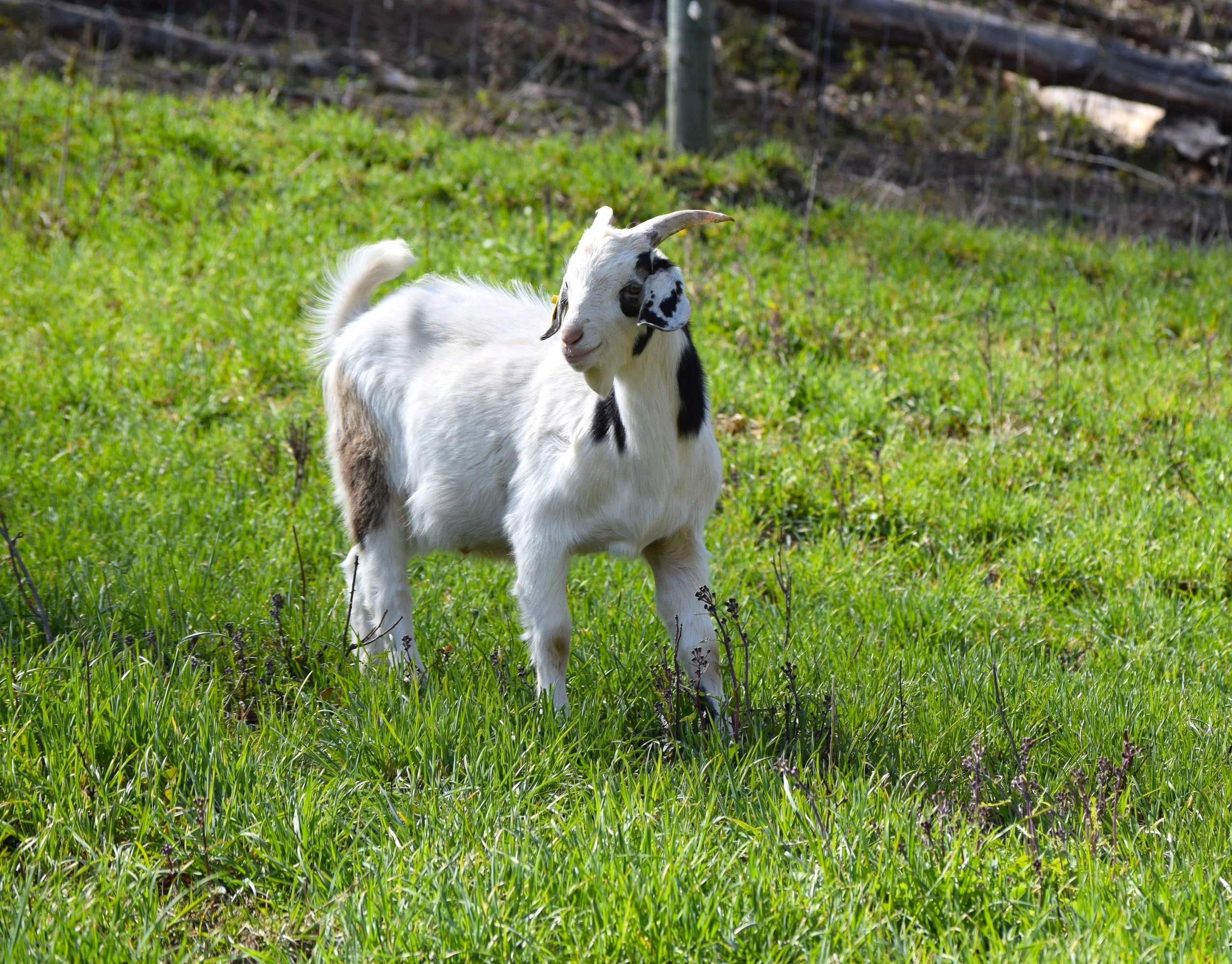 Bucks — Circle W Ranch - New Zealand Kiko Goats For Sale