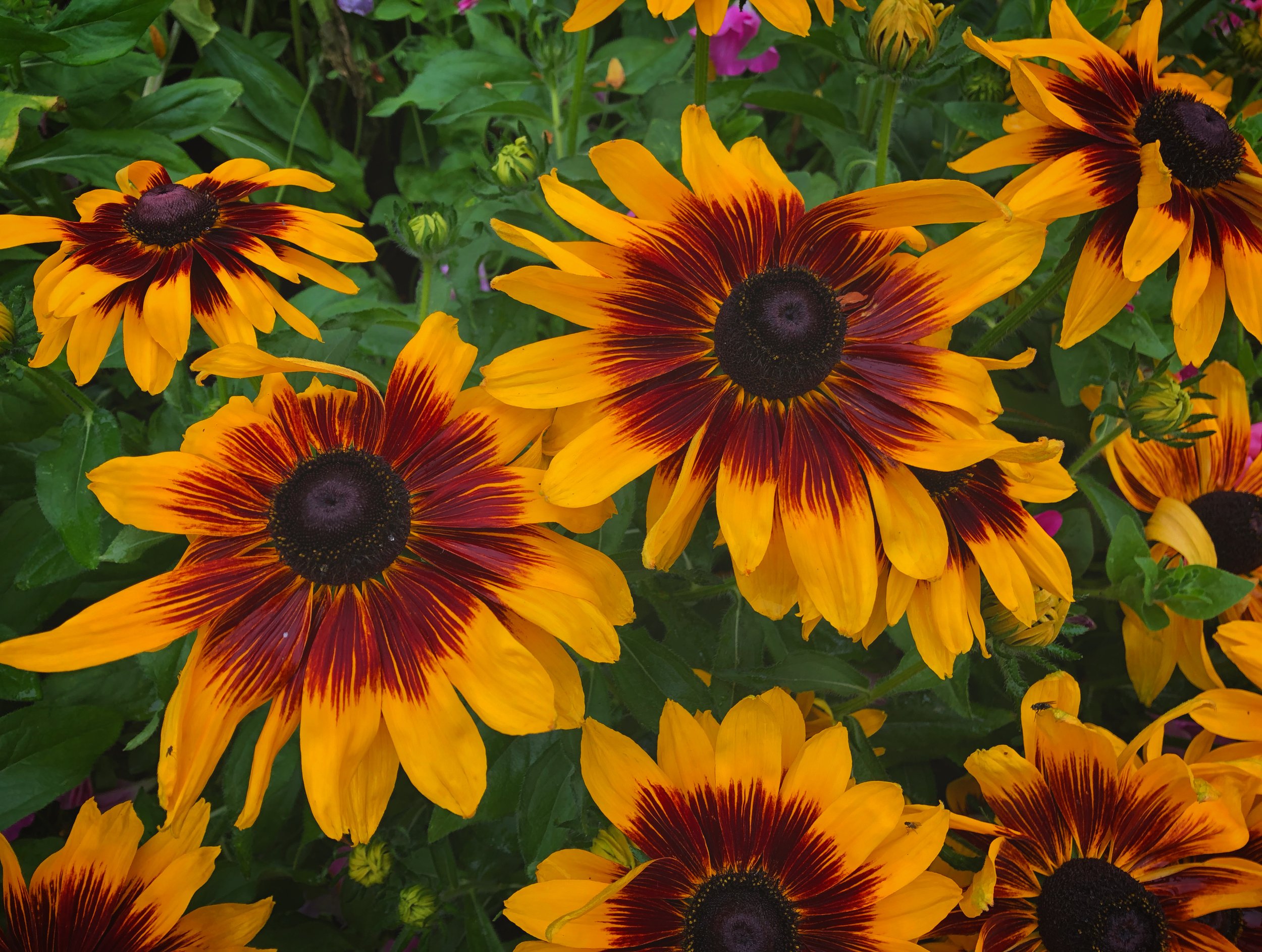 Earthly Designs Garden & Landscape