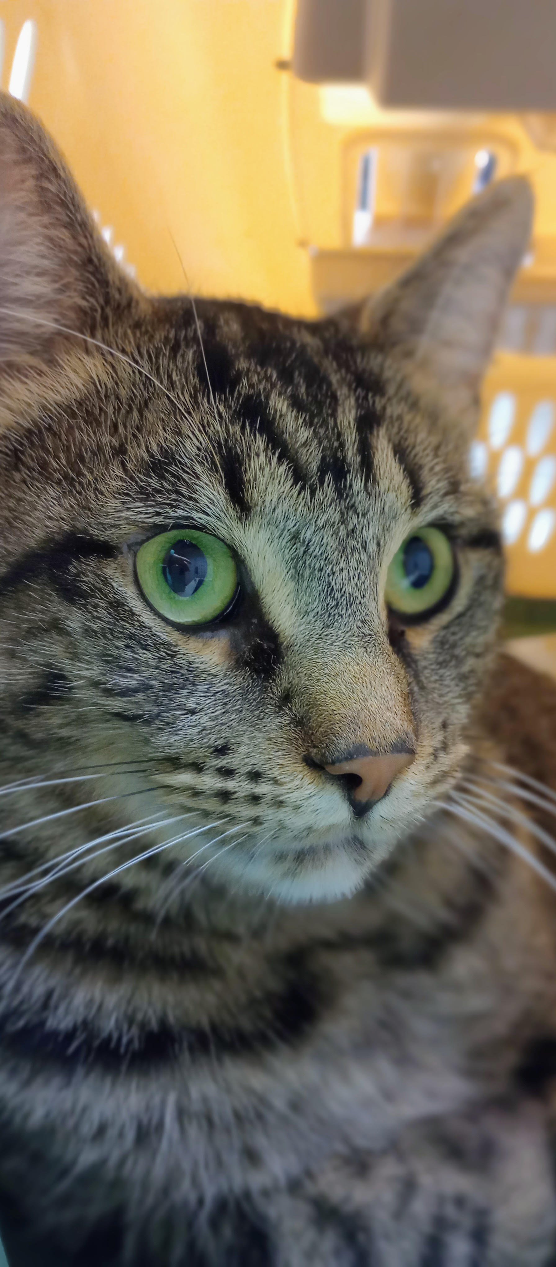 Store 2 — Pet Adoption Network