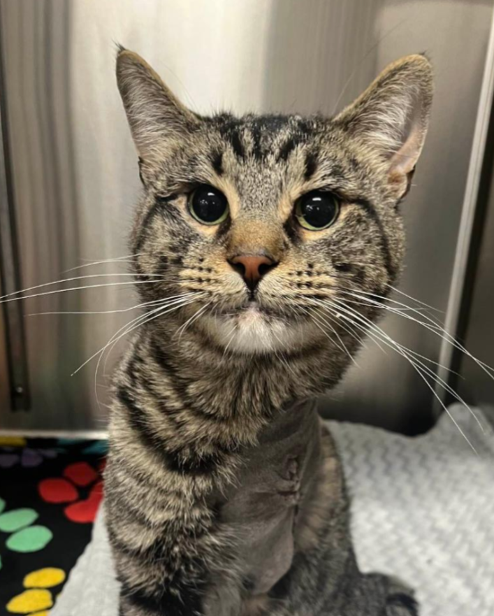 Store 2 — Pet Adoption Network