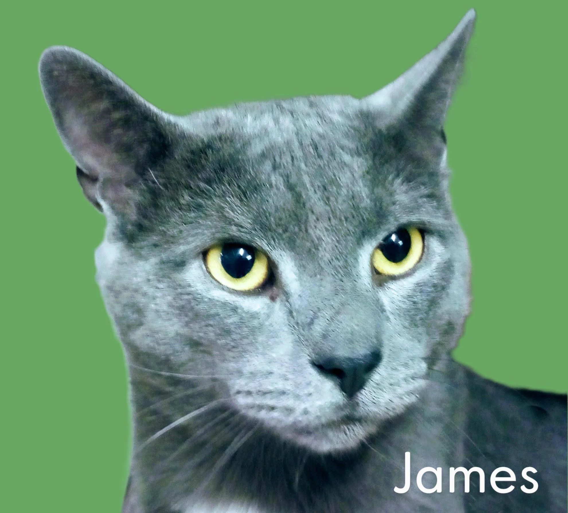 Store 2 — Pet Adoption Network