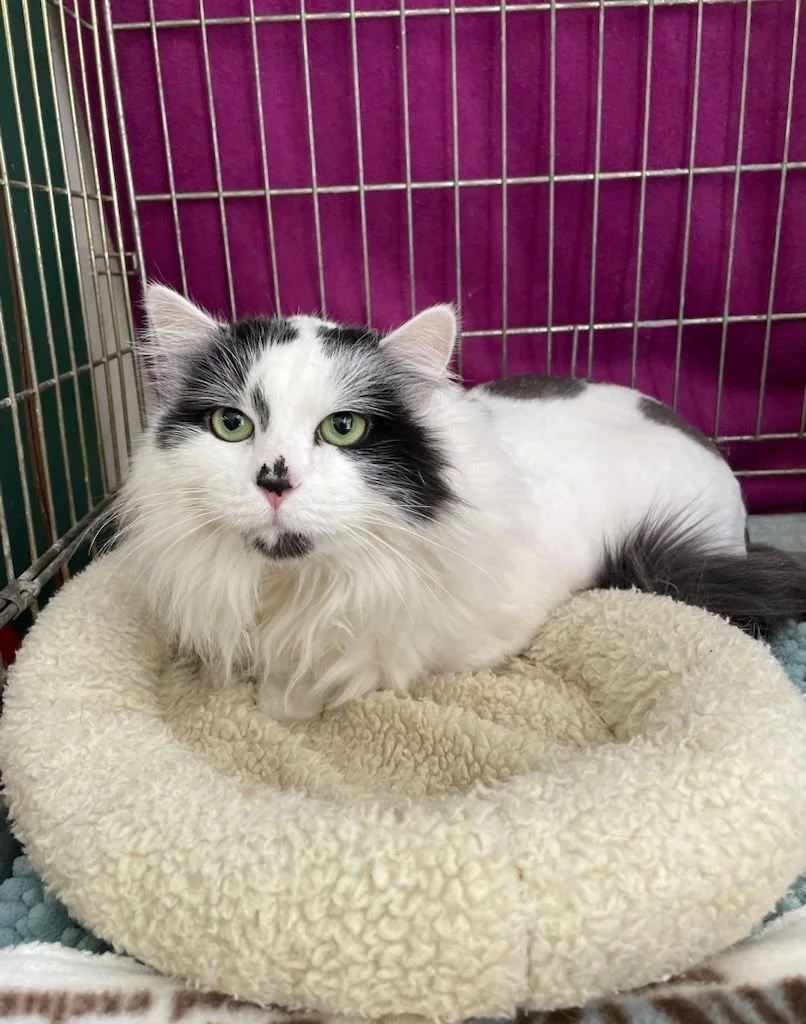 Store 2 — Pet Adoption Network