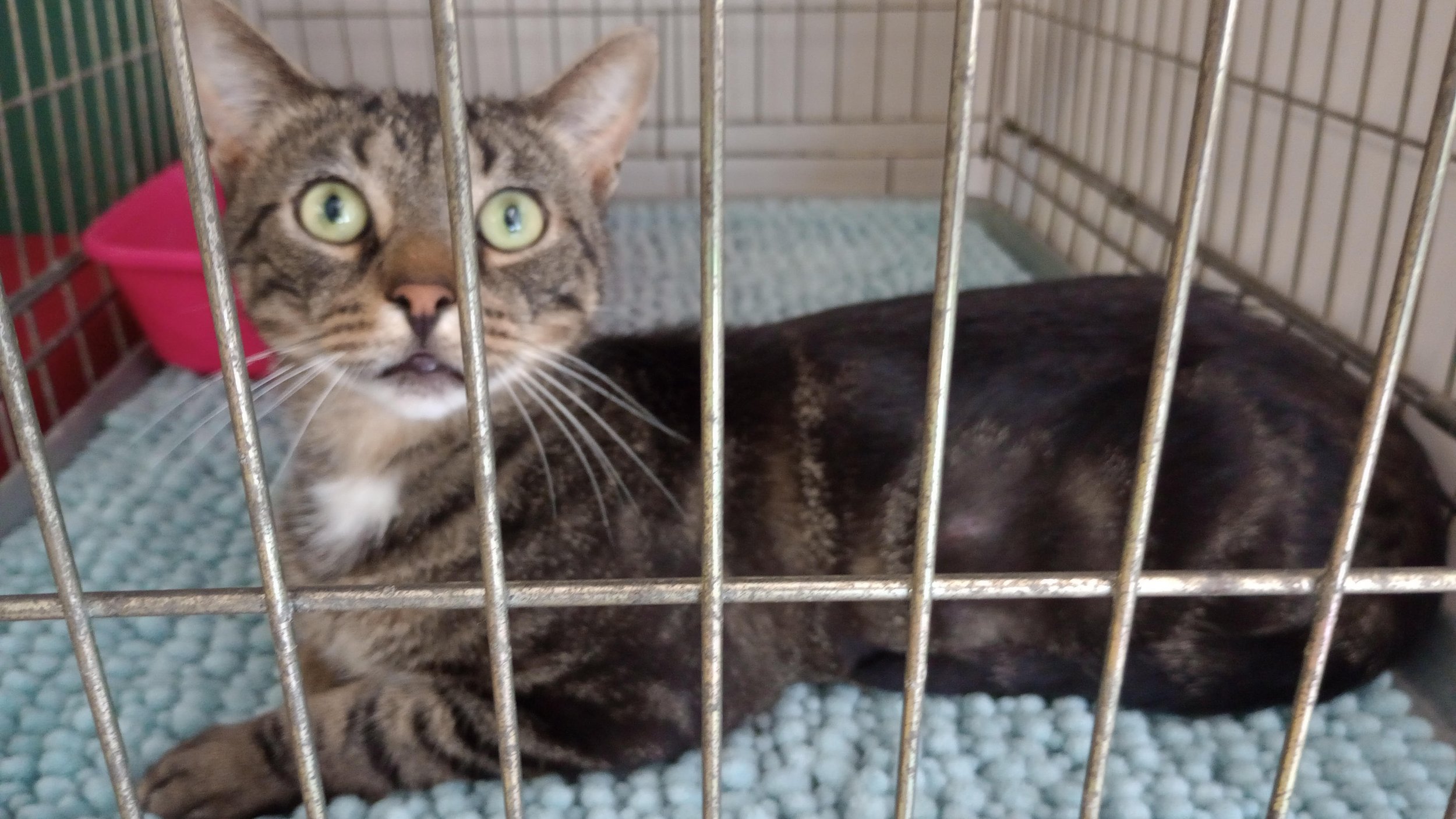 Store 2 — Pet Adoption Network