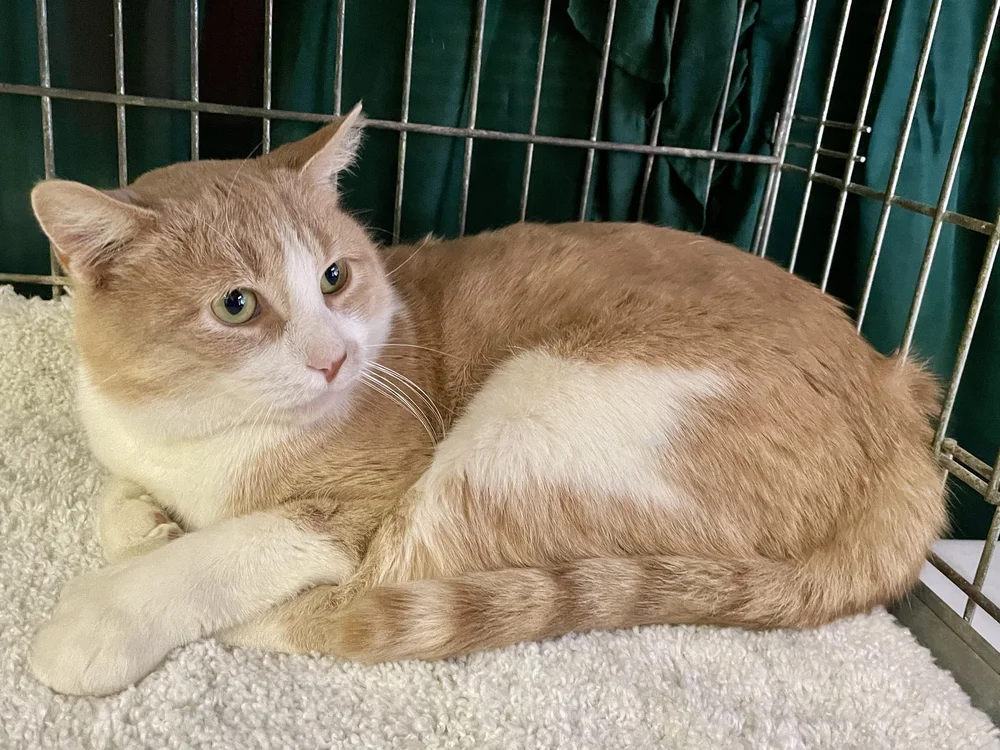 Store 2 — Pet Adoption Network