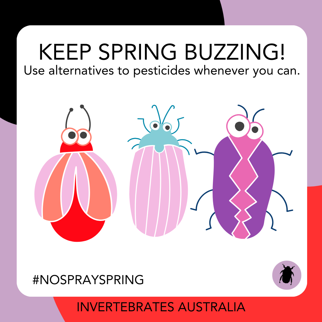 No Spray Spring — Invertebrates Australia