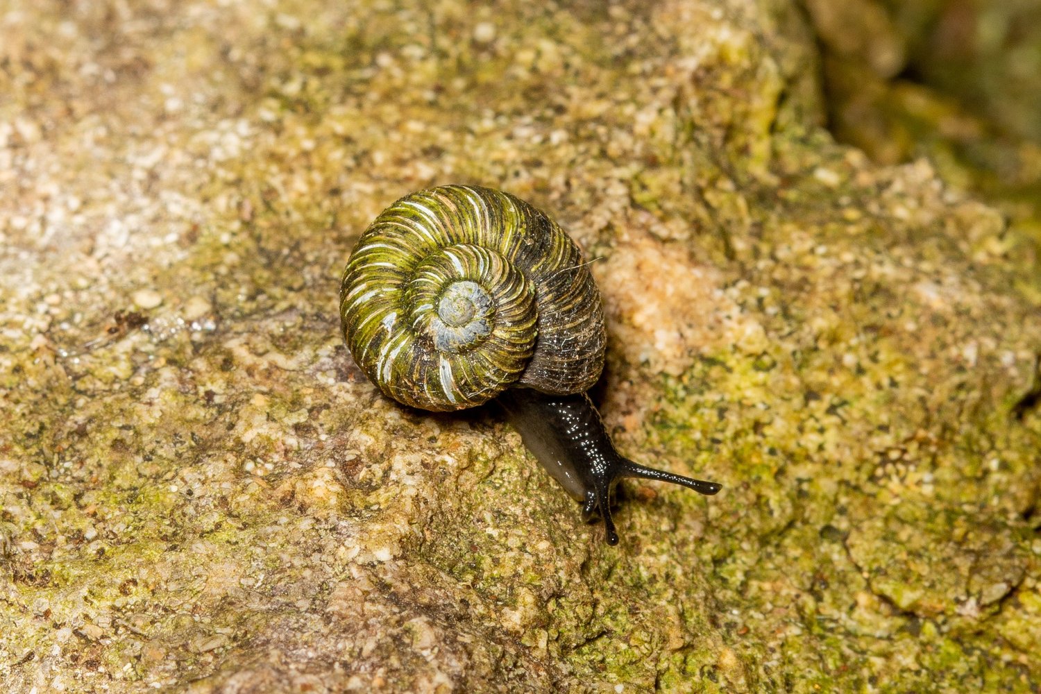 Island Invertebrate Conservation — Invertebrates Australia