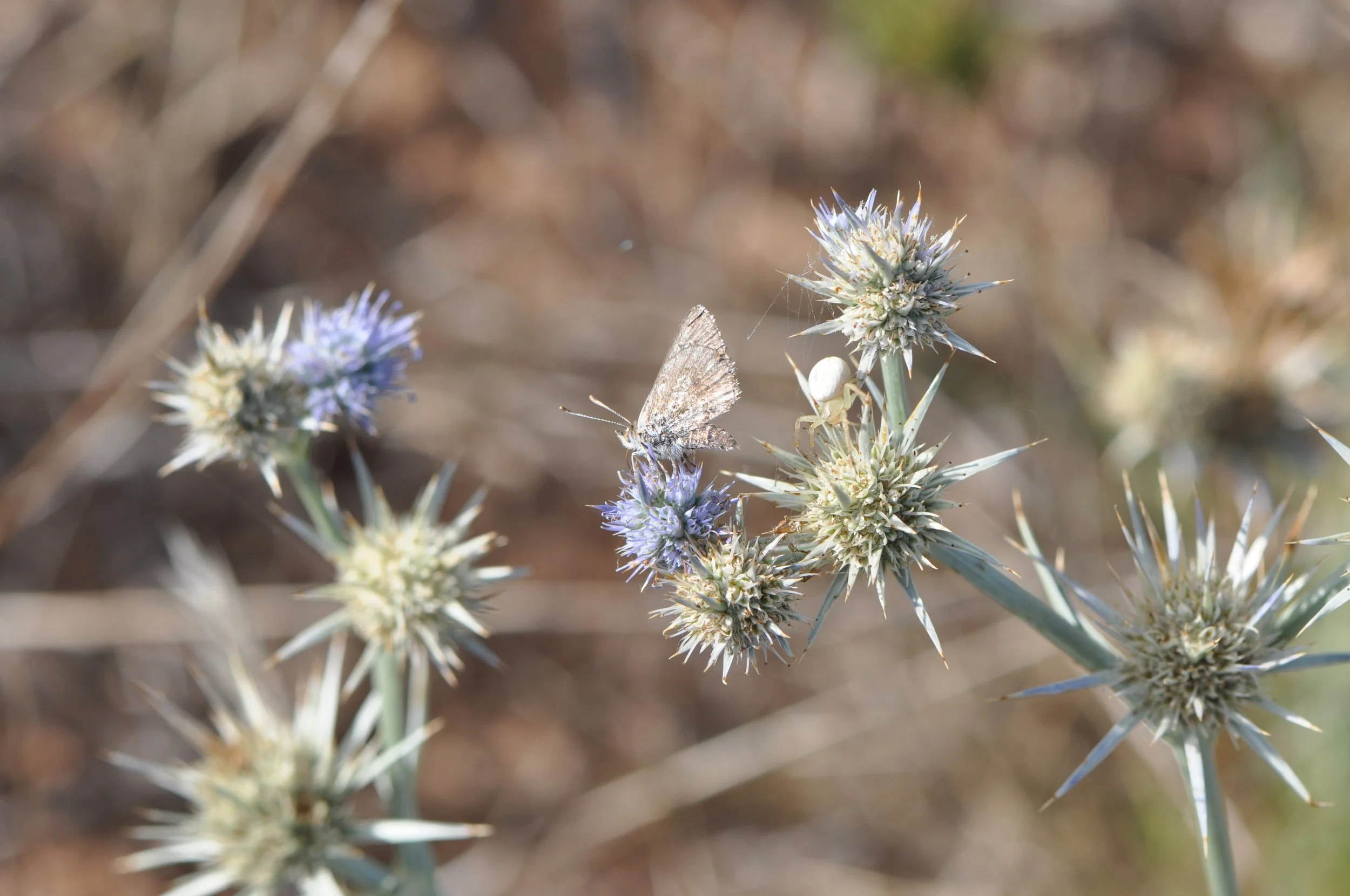No Spray Spring — Invertebrates Australia