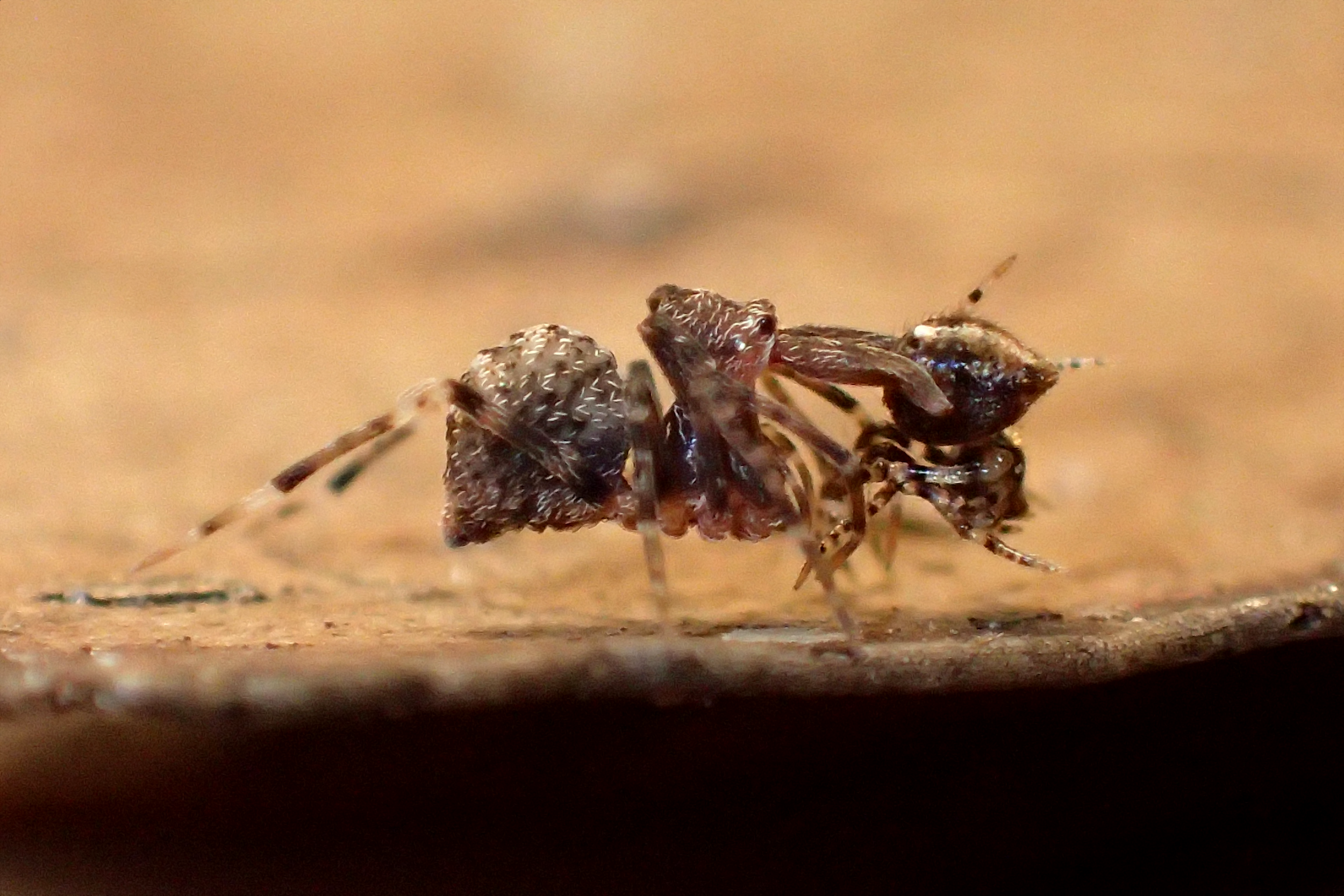 Island Invertebrate Conservation — Invertebrates Australia