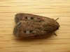Bogong Watch — Invertebrates Australia