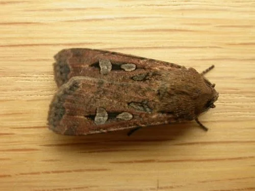 Bogong Watch — Invertebrates Australia