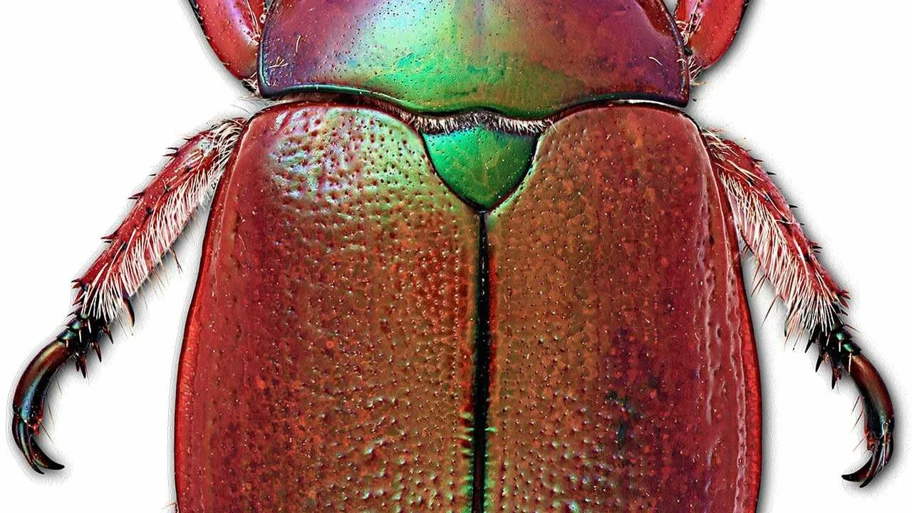 Christmas Beetle Count — Invertebrates Australia