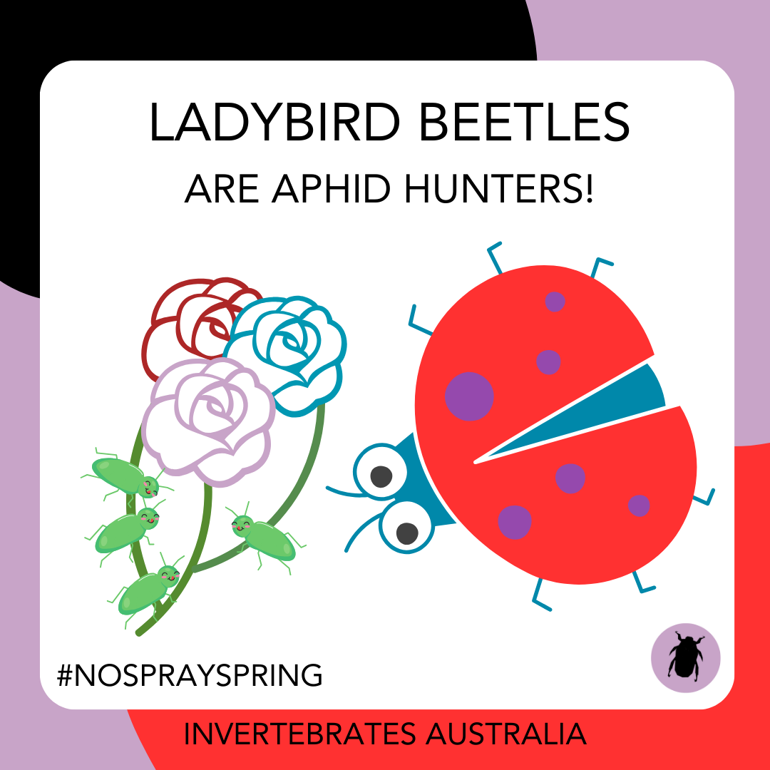 No Spray Spring — Invertebrates Australia