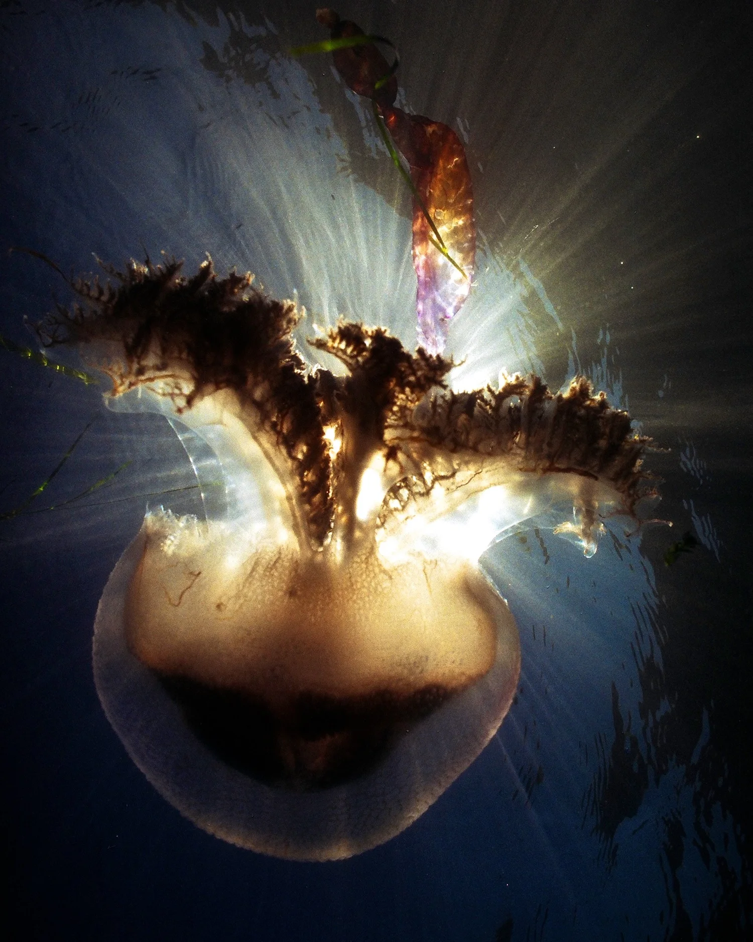 Photo Comp — Invertebrates Australia
