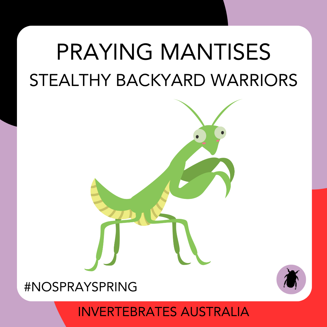 No Spray Spring — Invertebrates Australia