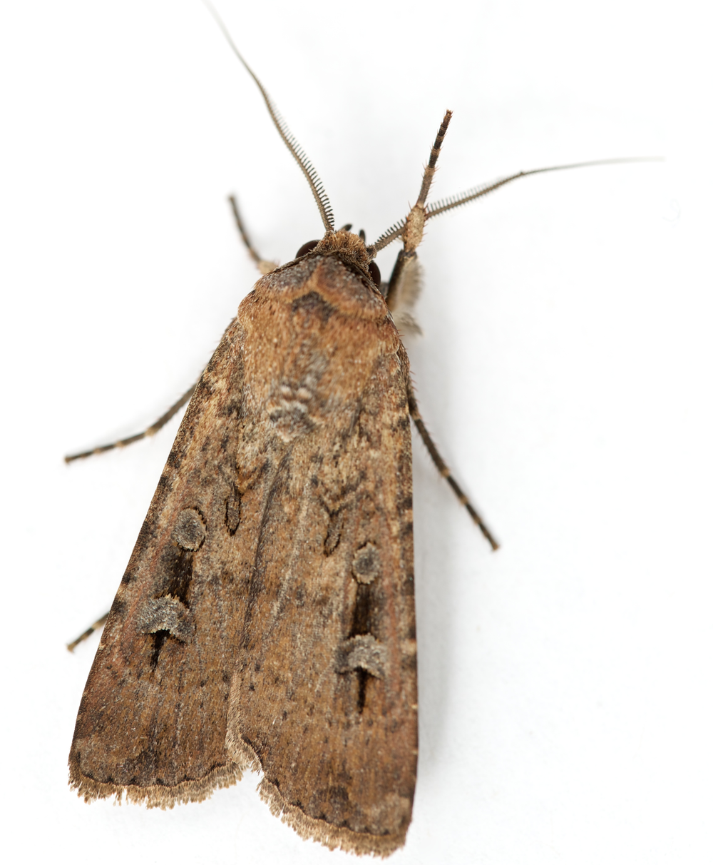 Bogong Watch — Invertebrates Australia