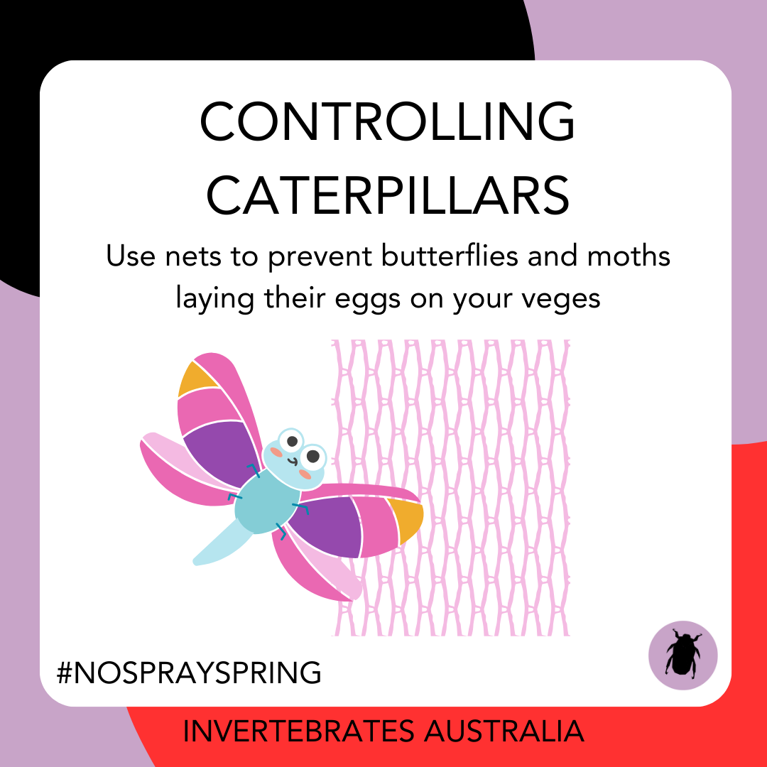 No Spray Spring — Invertebrates Australia